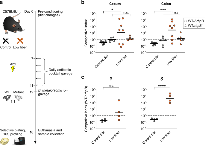 The global RNA-binding protein RbpB is a regulator of polysaccharide ...