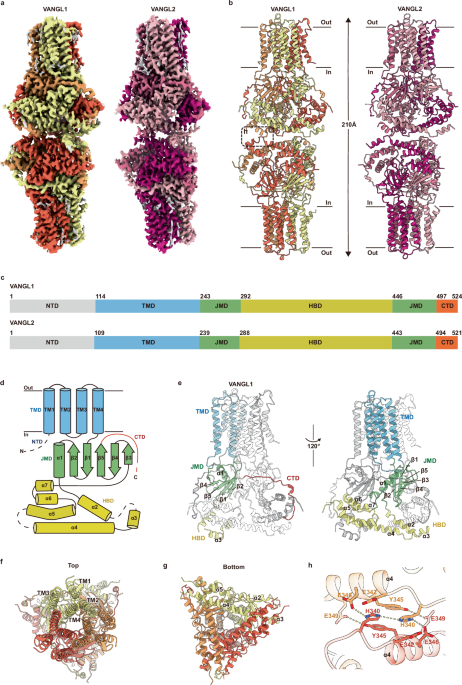 Structural basis of human VANGL-PRICKLE interaction | Nature Communications
