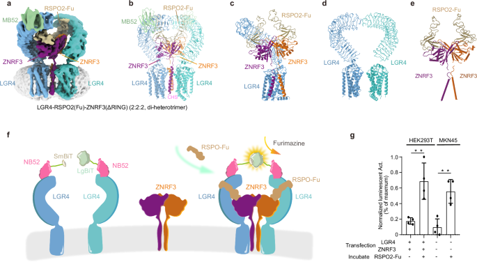Structural insights into the LGR4-RSPO2-ZNRF3 complexes regulating WNT ...