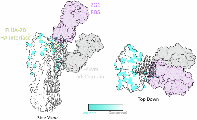 Clade 2.3.4.4b but not historical clade 1 HA replicating RNA vaccine ...