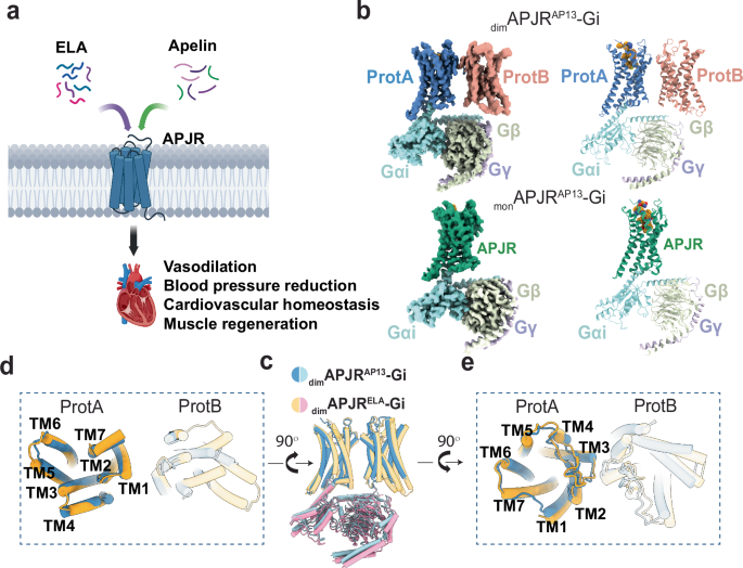 Structural insights into the regulation of monomeric and dimeric apelin ...