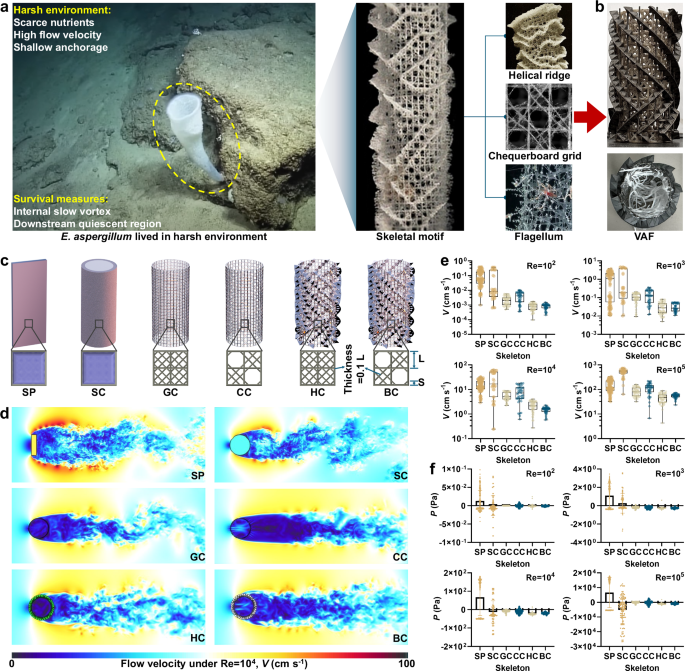 A filter inspired by deep-sea glass sponges for oil cleanup under ...