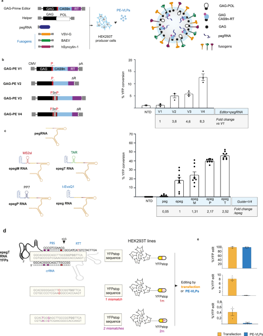 Delivery of Prime editing in human stem cells using pseudoviral ...