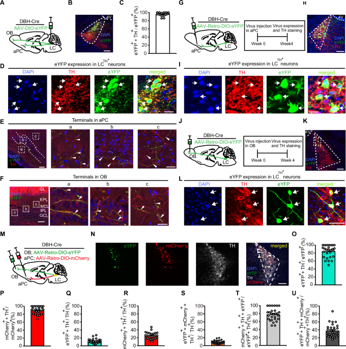 Noradrenergic inputs from the locus coeruleus to anterior piriform cortex and the olfactory bulb ...