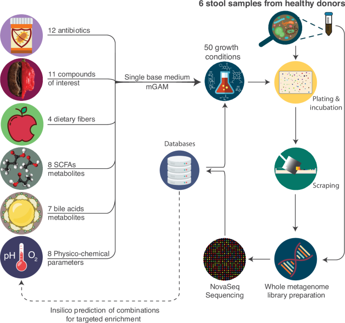 Metagenome-guided culturomics for the targeted enrichment of gut ...