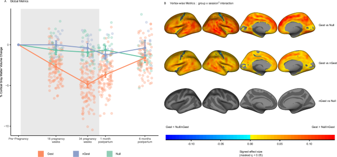 Pregnancy entails a U-shaped trajectory in human brain structure linked ...