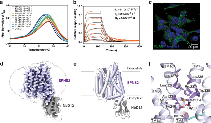 Transport and inhibition of the sphingosine-1-phosphate exporter SPNS2 | Nature Communications