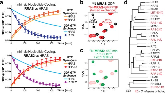 The small GTPase MRAS is a broken switch