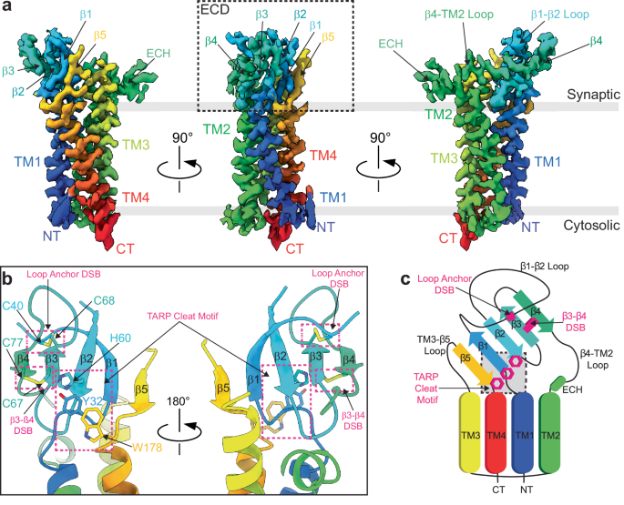 Structure of transmembrane AMPA receptor regulatory protein subunit γ2 ...