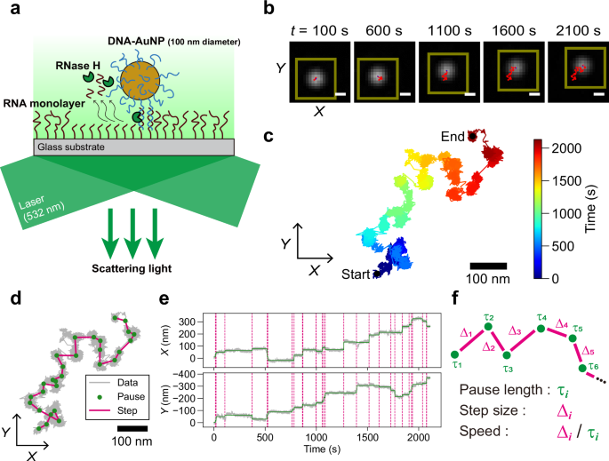Rational engineering of DNA-nanoparticle motor with high speed and ...