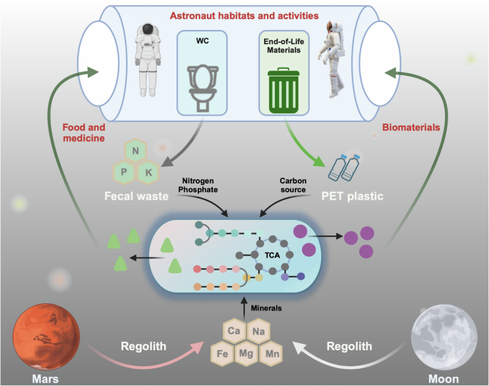 Developing an alternative medium for in-space biomanufacturing | Nature ...