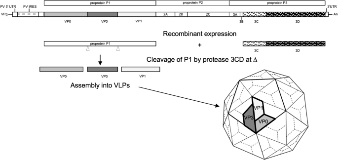 Recombinant expression systems for production of stabilised virus-like ...