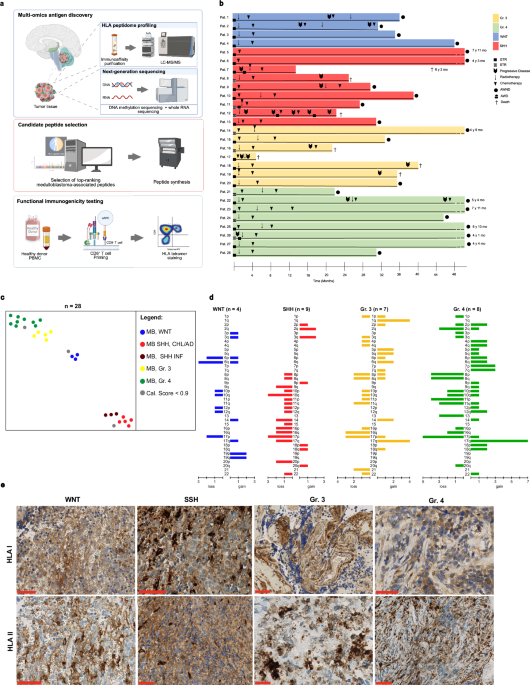 Mapping naturally presented T cell antigens in medulloblastoma based on ...
