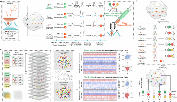 Multichrome encoding-based multiplexed, spatially resolved imaging reveals single-cell RNA ...