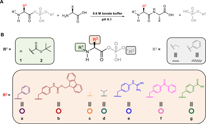 Selective peptide bond formation via side chain reactivity and self ...