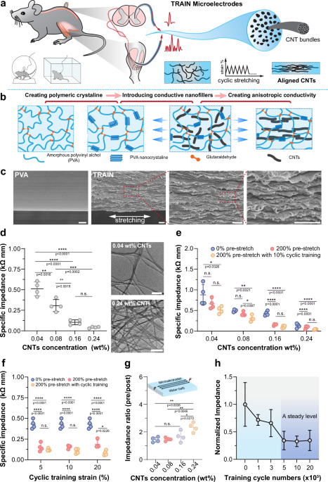 Anisotropic hydrogel microelectrodes for intraspinal neural recordings ...