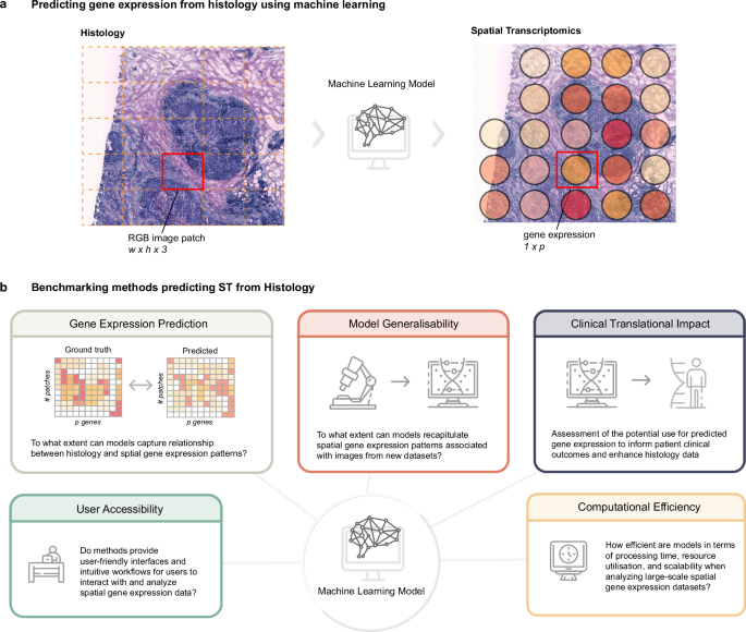 Benchmarking the translational potential of spatial gene expression ...