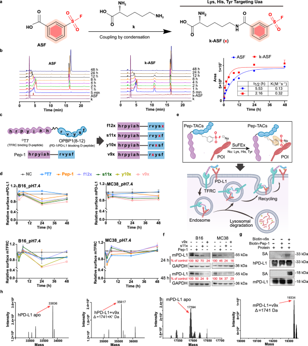 A covalent peptide-based lysosome-targeting protein degradation ...