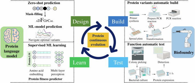 Integrating protein language models and automatic biofoundry for ...