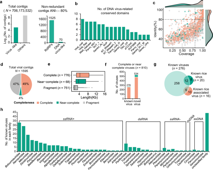 In-depth analysis of 17,115 rice transcriptomes reveals extensive viral ...