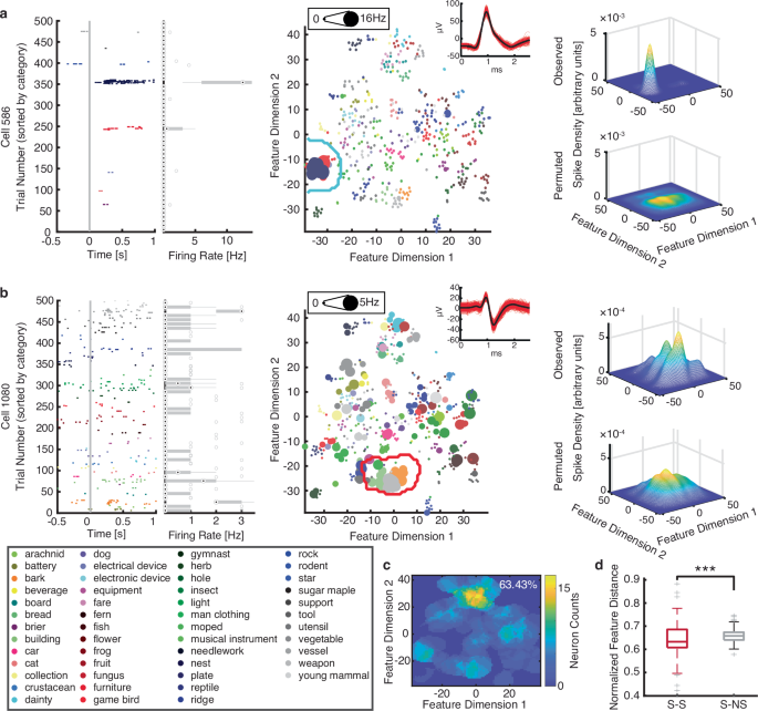 A neuronal code for object representation and memory in the human amygdala and hippocampus ...