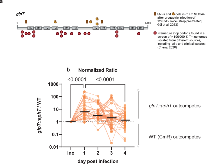 Context-dependent change in the fitness effect of (in)organic phosphate ...