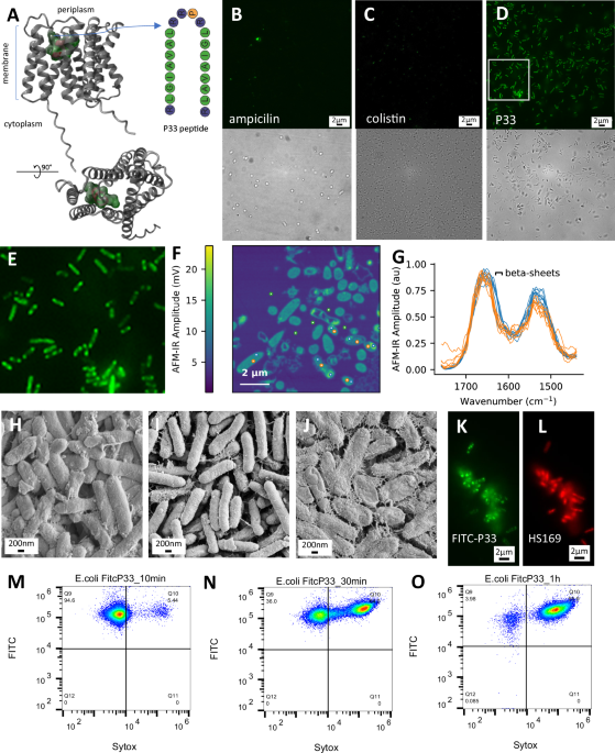 Co-translational protein aggregation and ribosome stalling as a broad ...