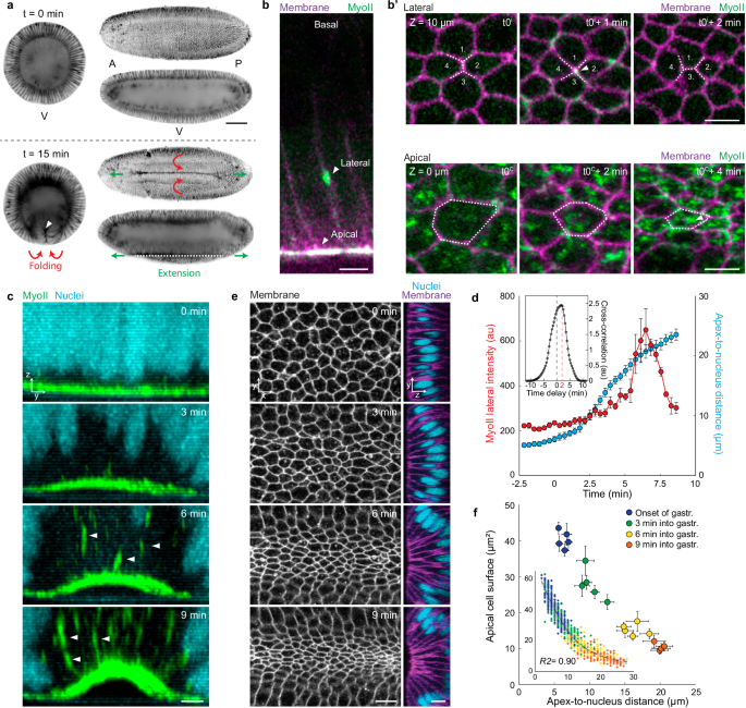 Nuclear position controls the activity of cortical actomyosin networks ...