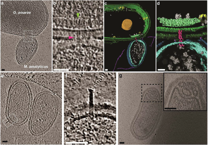 Mutations in Gordonia amarae mycolic acid biosynthetic pathway confer ...