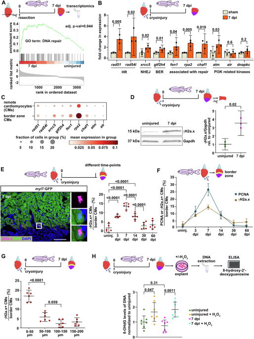 BMP signaling promotes zebrafish heart regeneration via alleviation of ...