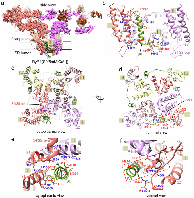 Structural insights into transmembrane helix S0 facilitated RyR1 ...