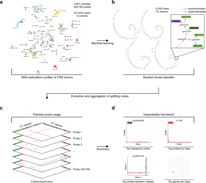 Explainable artificial intelligence of DNA methylation-based brain tumor diagnostics | Nature ...