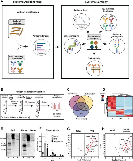 Dissecting the properties of circulating IgG against streptococcal pathogens through a combined ...