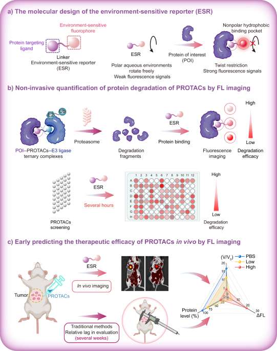 Non-invasive in vivo monitoring of PROTAC-mediated protein degradation ...