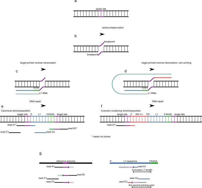 Pan-cancer multi-omic model of LINE-1 activity reveals locus ...
