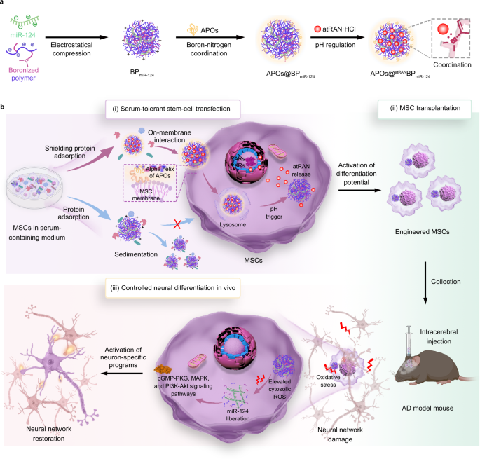 Serum-tolerant polymeric complex for stem-cell transfection and neural ...