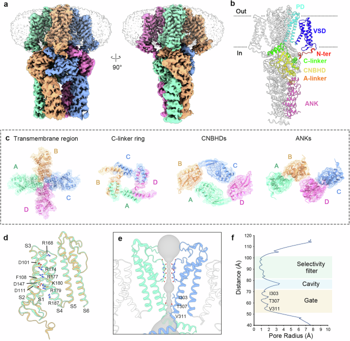 GORK K+ channel structure and gating vital to informing stomatal ...