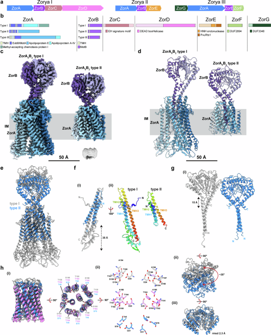 Modularity of Zorya defense systems during phage inhibition | Nature ...