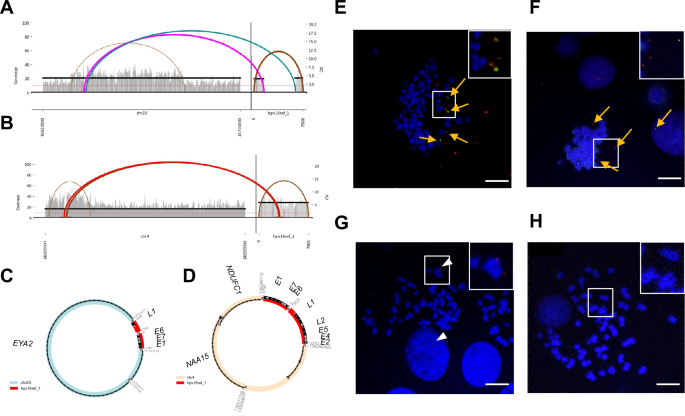 Inhibition of human-HPV hybrid ecDNA enhancers reduces oncogene ...