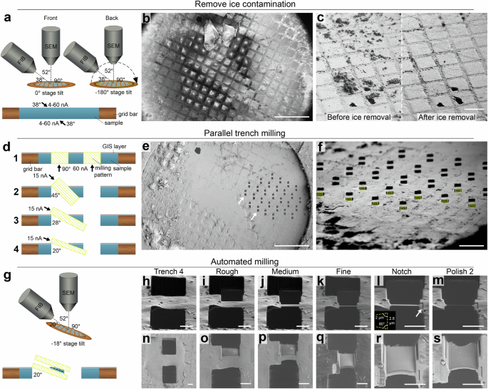 Xenon plasma focused ion beam lamella fabrication on high-pressure frozen specimens for ...