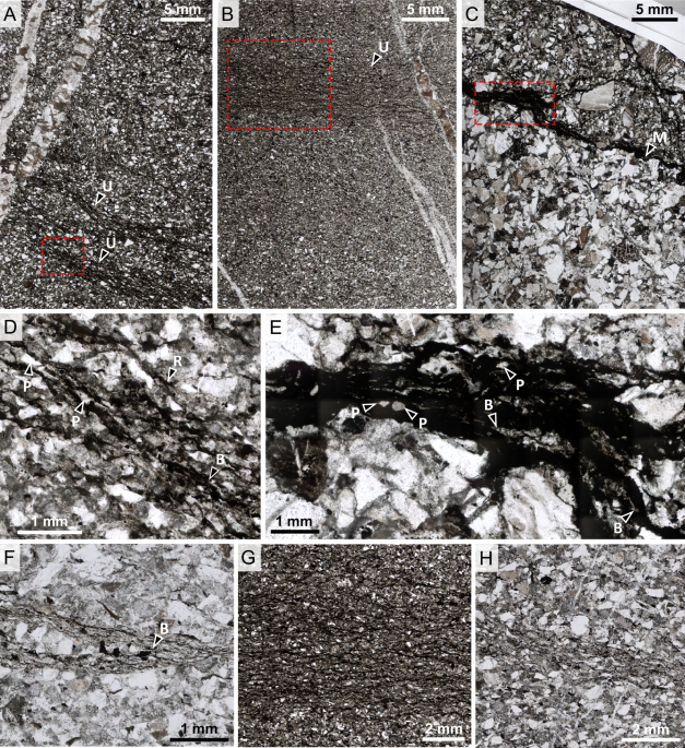 Aluminous phyllosilicates promote exceptional nanoscale preservation of ...