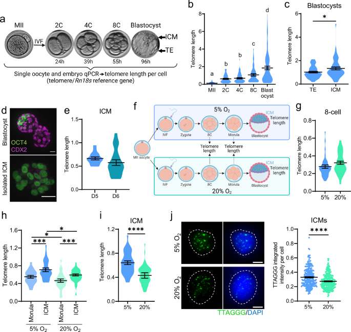 Telomere length in offspring is determined by mitochondrial-nuclear ...