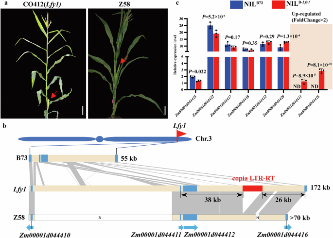 A LTR retrotransposon insertion leads to leafy phenotype in maize by ...
