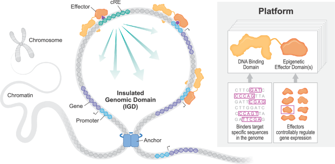 Programmable mRNA therapeutics for controlled epigenomic modulation of ...