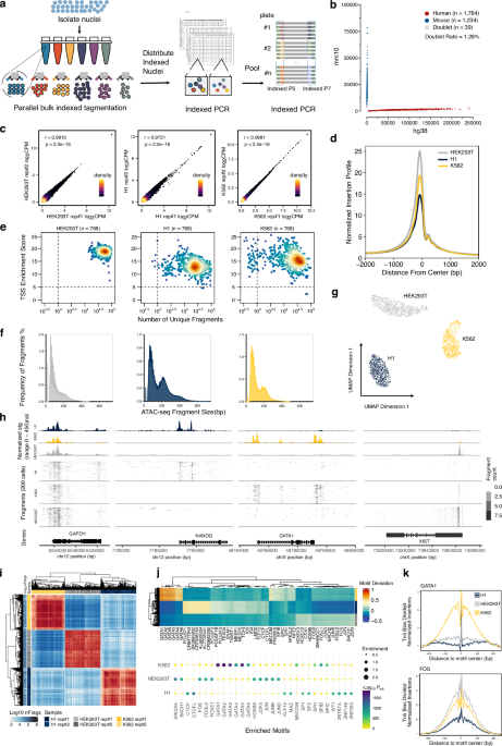 Semi-automated IT-scATAC-seq profiles cell-specific chromatin ...