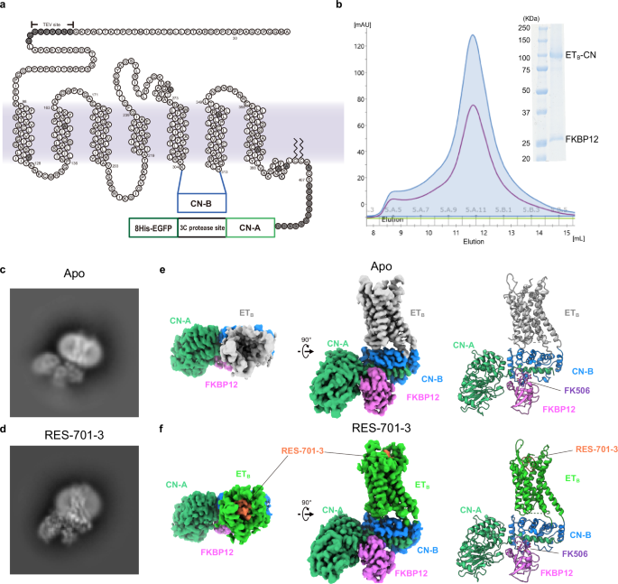 Structure of a lasso peptide bound ETB receptor provides insights into ...