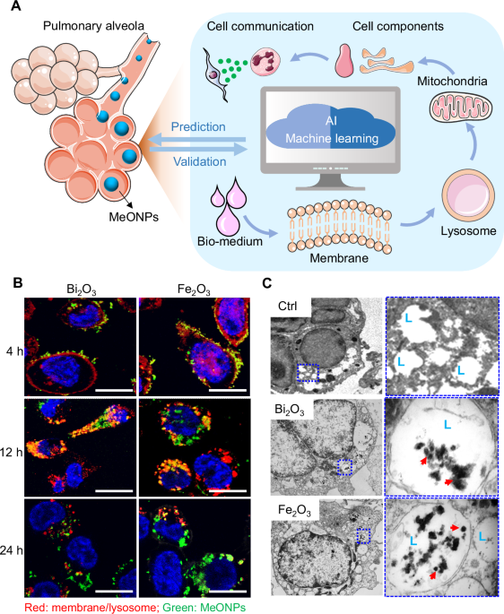 Multimodal feature fusion machine learning for predicting chronic injury induced by engineered ...