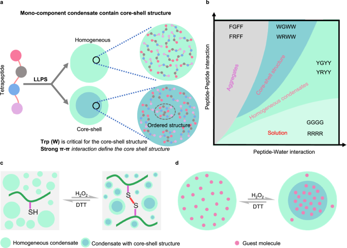 Multiphasic condensates formed with mono-component of tetrapeptides via ...