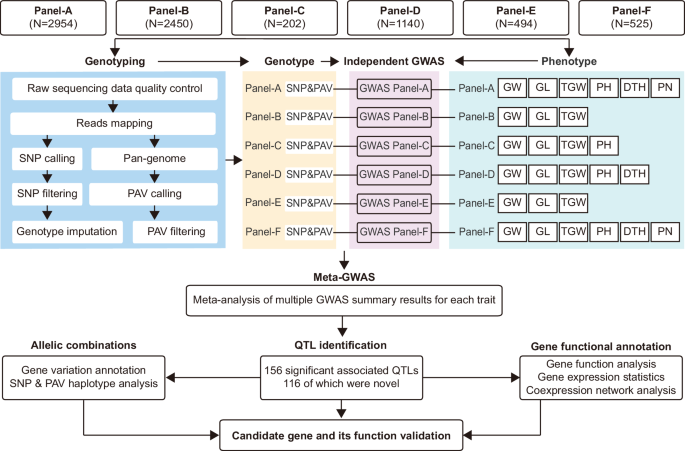 GWAS meta-analysis using a graph-based pan-genome enhanced gene mining efficiency for agronomic ...
