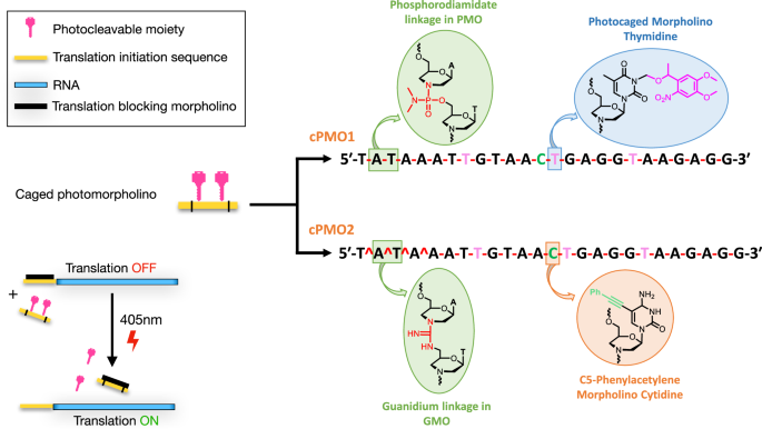 Optochemical control over mRNA translation by photocaged ...